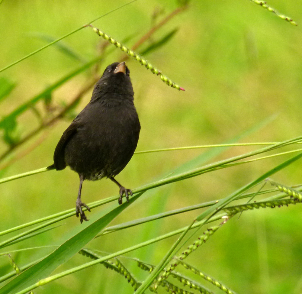Life, Birding, Photos and Everything: Darwin's Finches