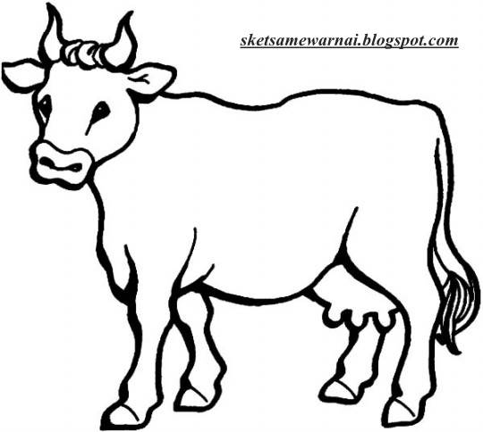 Sketsa Mewarnai Gambar Hewan Sapi - Sketsa Mewarnai