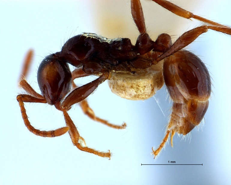 Species New to Science: [Entomology • 2016] Aenictus shilintongae | มด ...