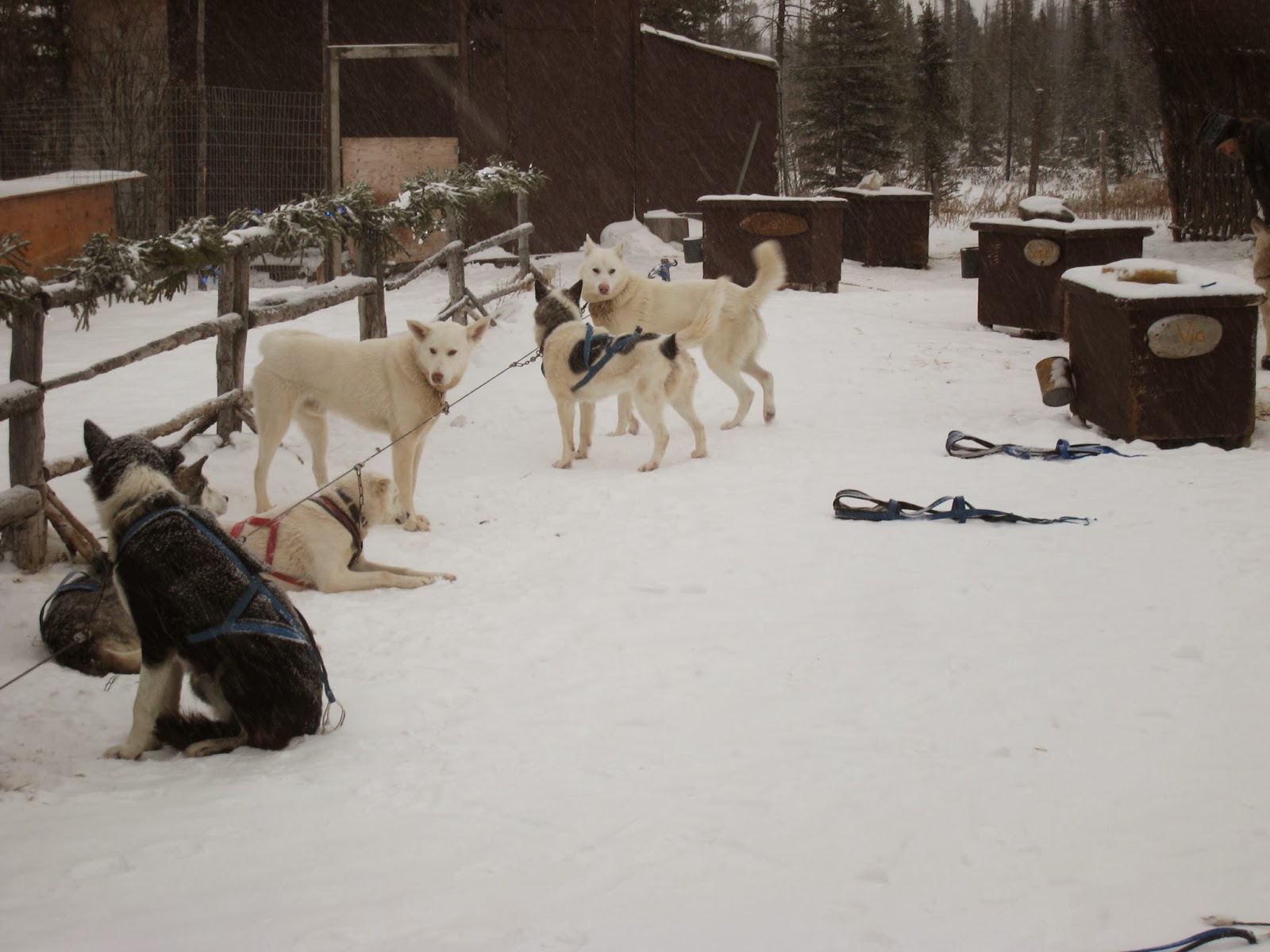 Travels with Hellen: Dog Sledding