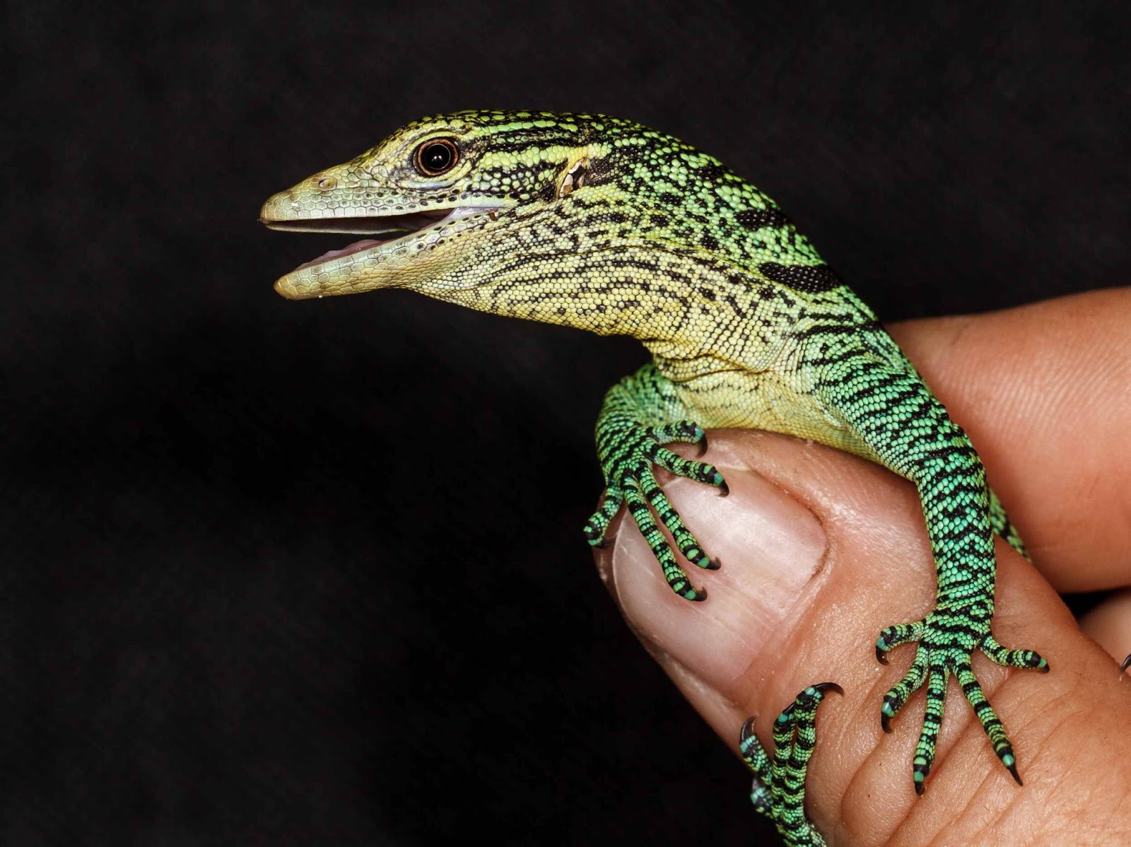 Mengenal Reptil : Varanus Prasinus