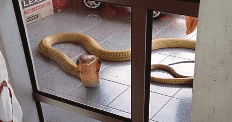 Mitos Ular Masuk Rumah, Ada yang Naksir? | Terseram