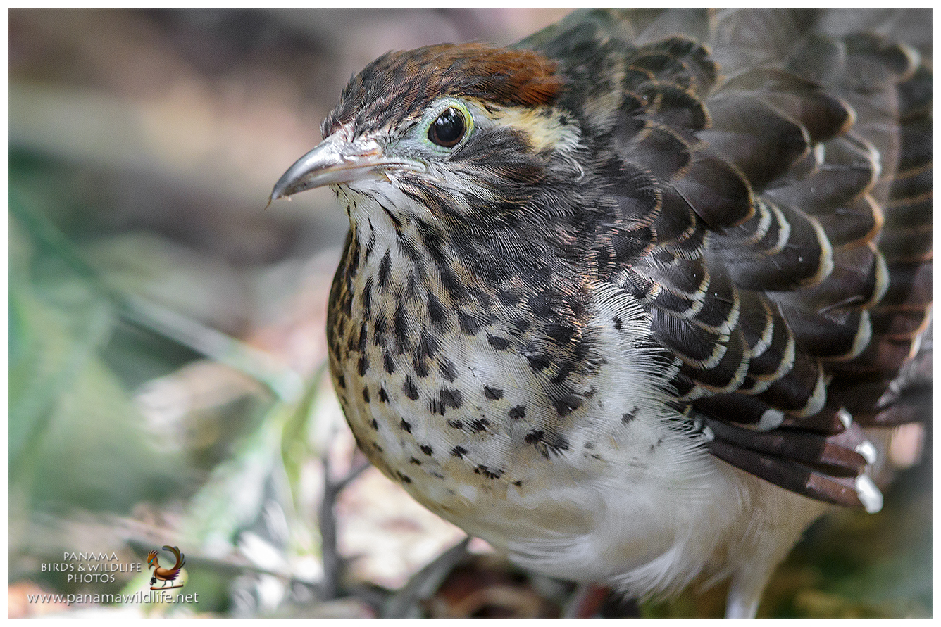 Featured species: Pheasant Cuckoo (Dromococcyx phasianellus) (pt. 2)