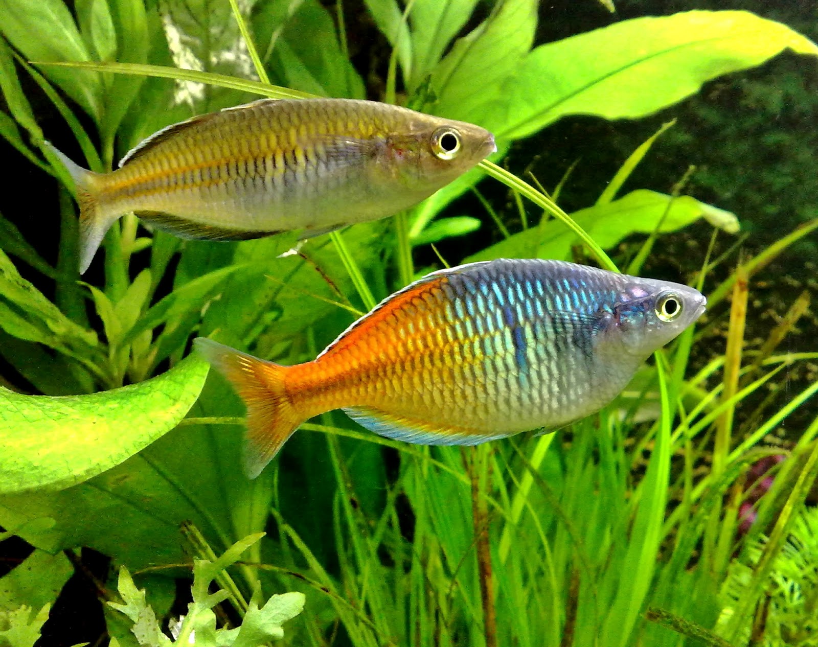 Ikan boesemanis rainbowfish - Akuarium Ikan Hias