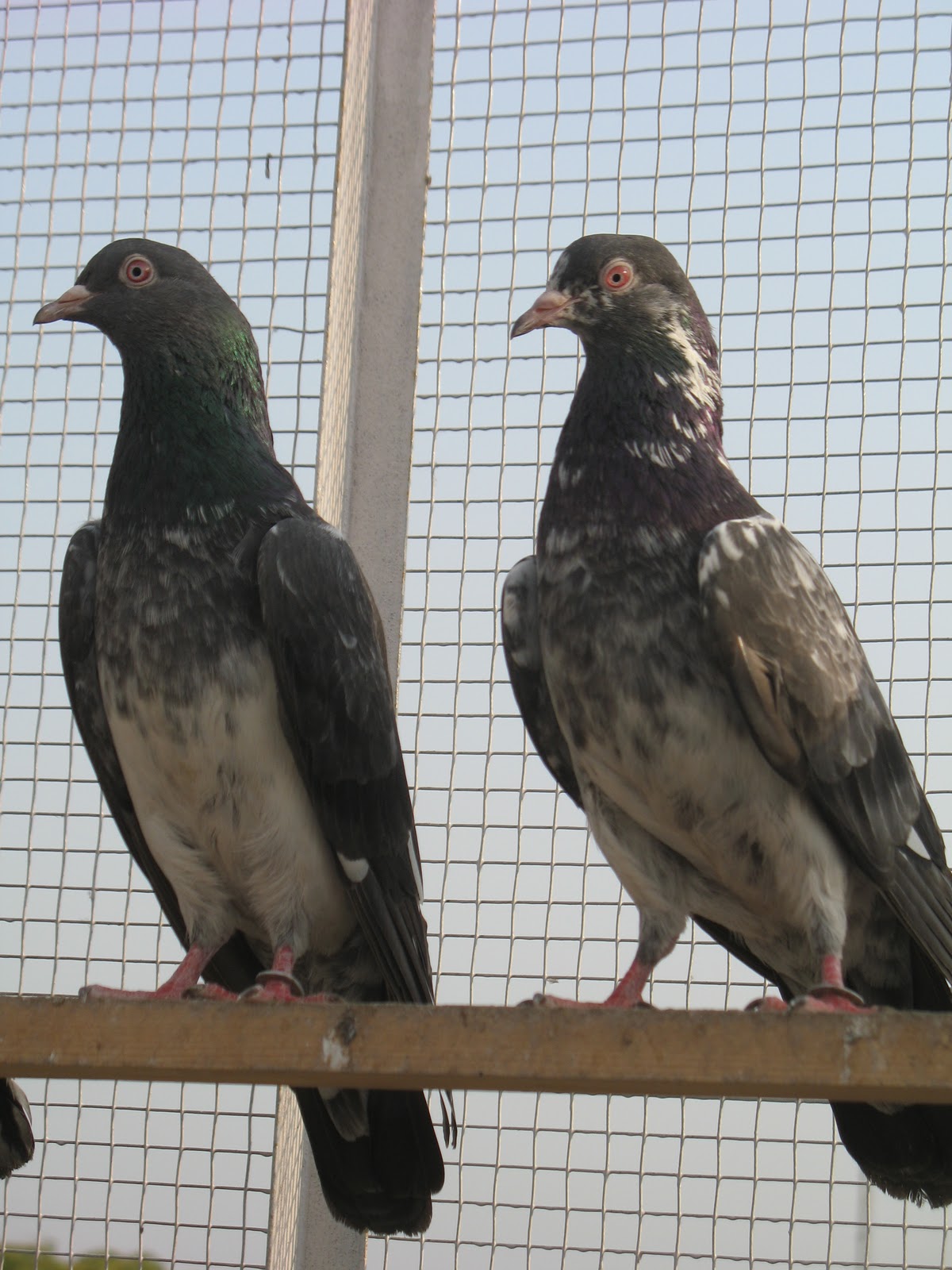 Pakistani Tipplers (Kabootar Baaz) | UK & USA Pigeons | Fancy Pigeons ...