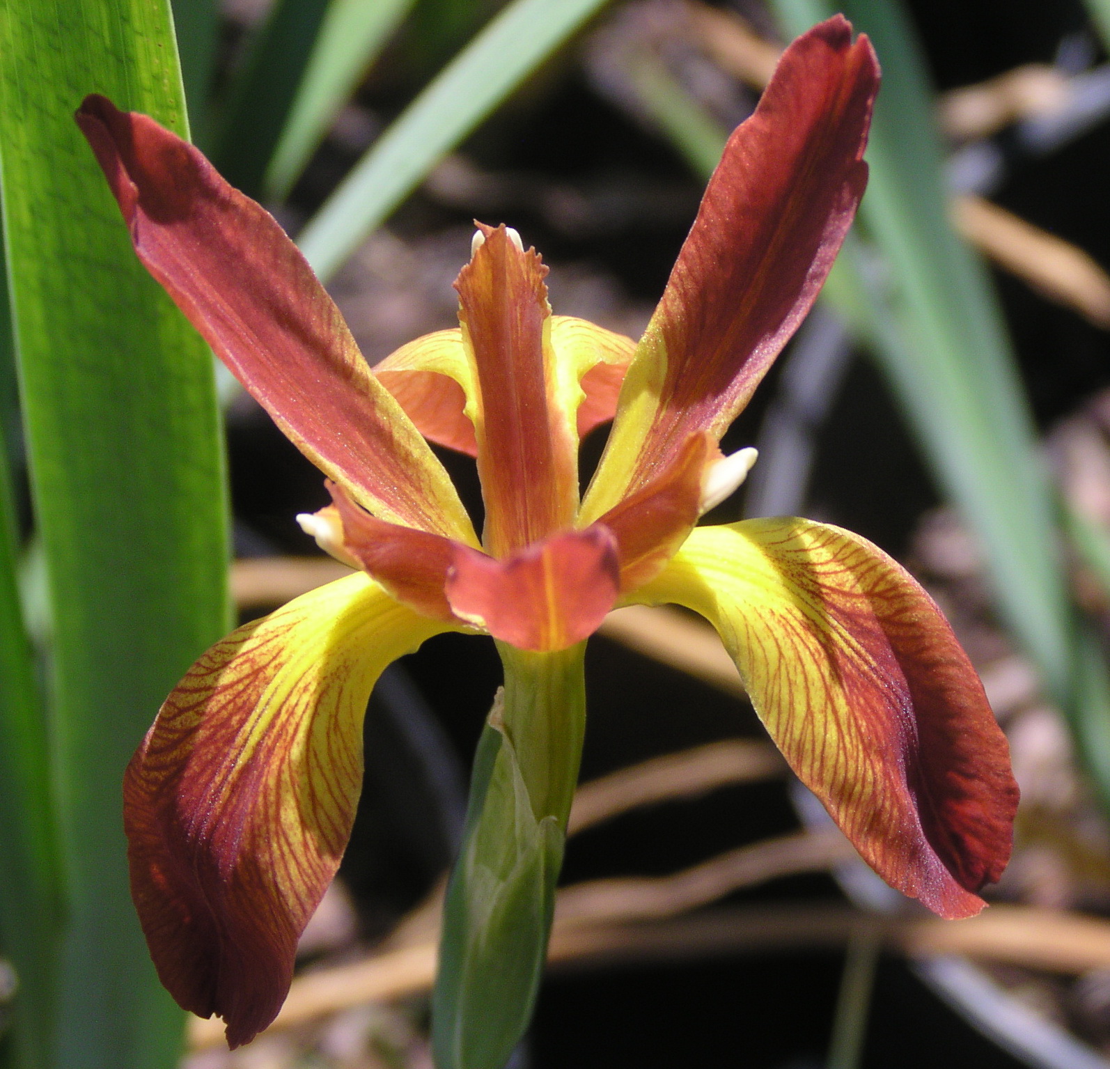 World of Irises: The Louisiana Iris Species Preservation Project