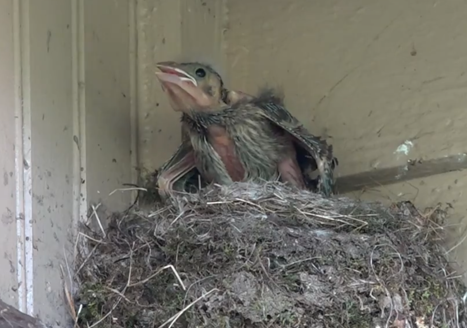 Baby Cowbird In Nest