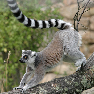 Ring-Tailed Cat | Amazing Creature Interesting All Facts | The Wildlife