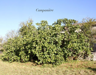 Campaniere Fig - Var Tin