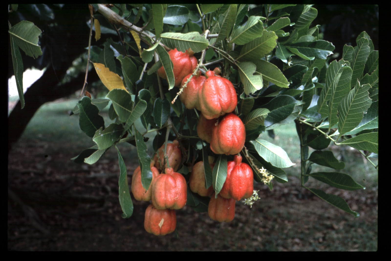 SEYILAABE HTKM: La chronique du mardi du jardin botanique: le Blighia ...