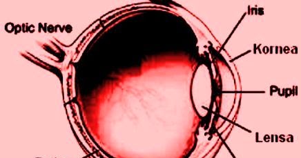 Bagian-bagian Mata dan Fungsinya