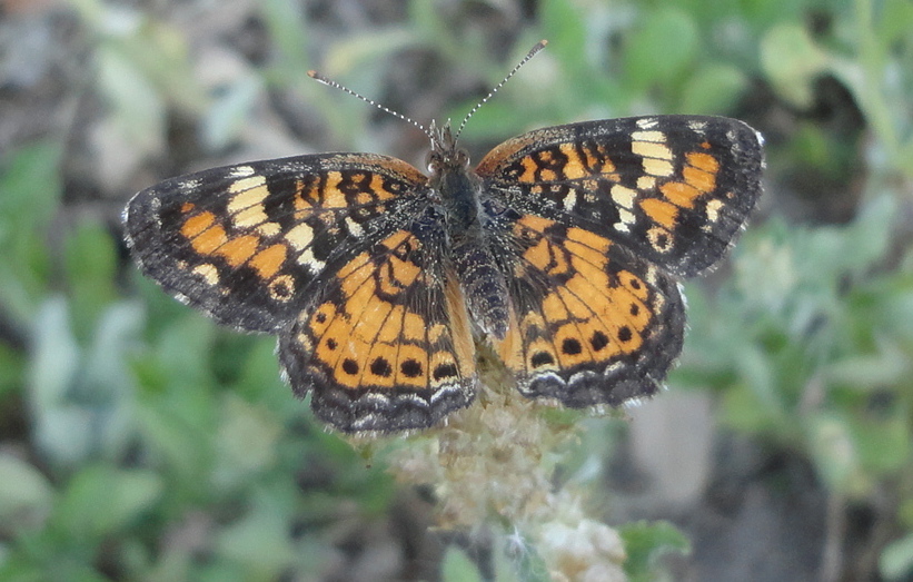 Journey to Natural: Phaon Crescent (Phyciodes phaon)