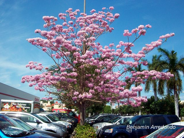 El Bable: Los maculís cubriendo con su manto rosado las calles de Cancún.