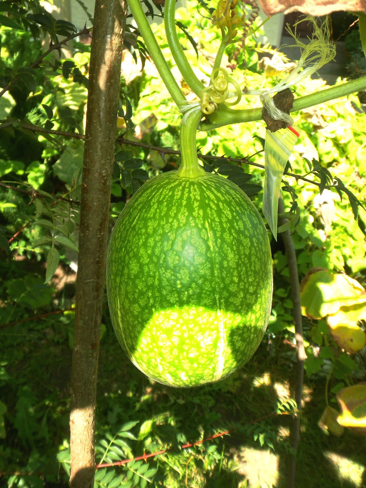 Scirpidiella's Plants: Rare Cultivated Squashes (Cucurbita sp. div.)