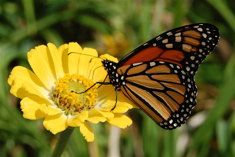 Capadia Designs: Flower and Photo Questions Answered