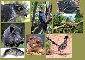 MUndoChiapas: fauna de chiapas.