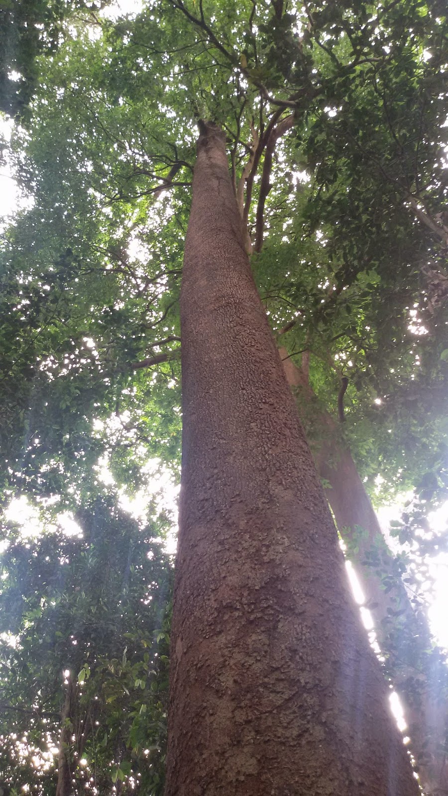 From the Field to your Plate: From MacRitchie Nature Trail: Bringing in ...