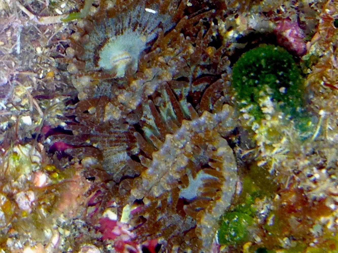 Rafael Microfauna Marina: Zoantharia (Cnidarios: Antozoos)