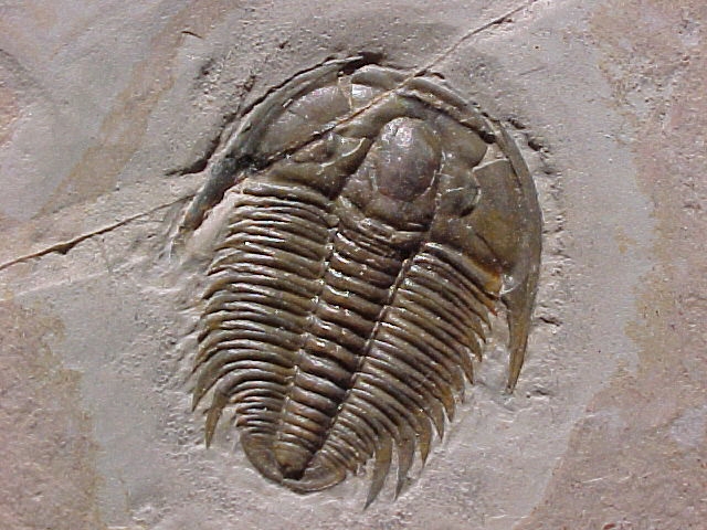 Fossils & Antiques: Class Trilobite