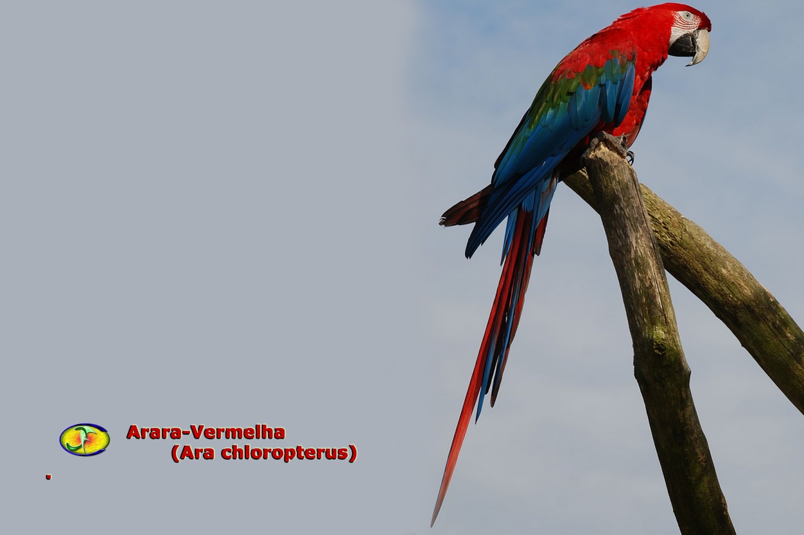ORNITOLOGIA: Arara-vermelha (Ara chloropterus)