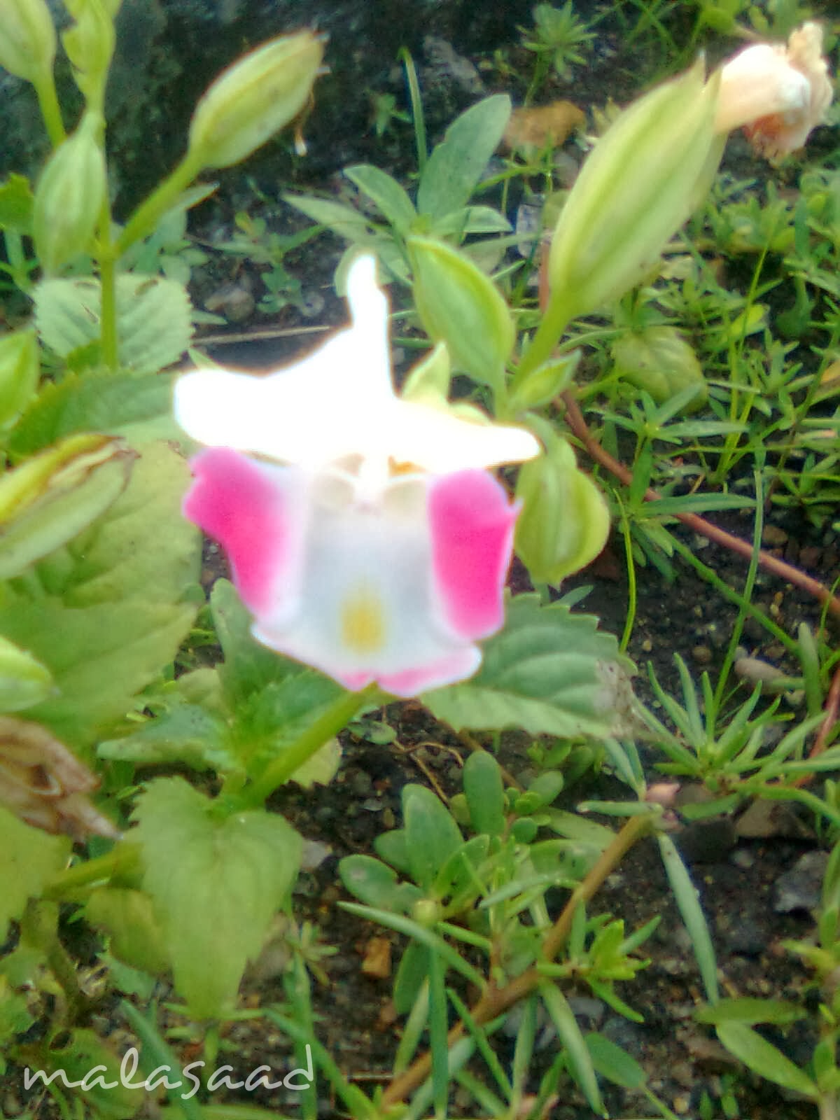 My Green Eye's: Bunga Loceng ( Torenia Fournieri )