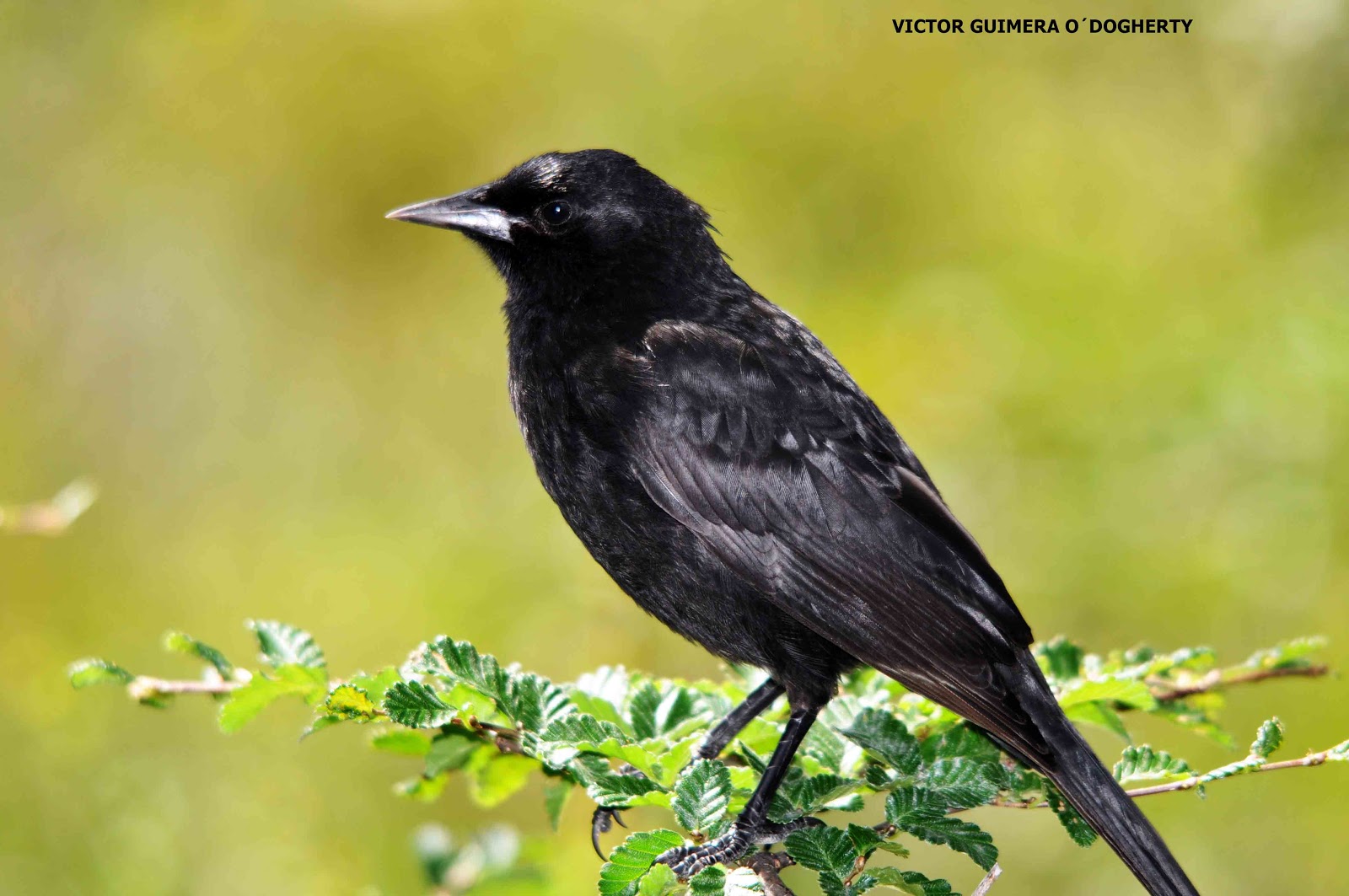 Mis imágenes de aves: FOTOS DEL TORDO PATAGON