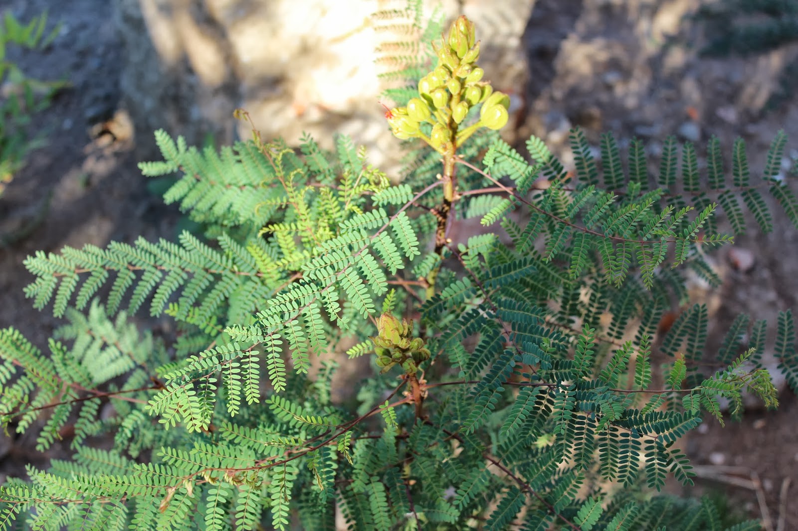 Perfumes y luces de Extremadura: Barba de chivo, Caesalpinia gilliesii.