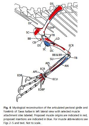 The Dragon's Tales: The Arms of Tawa hallae, a Theropod Dinosaur From ...