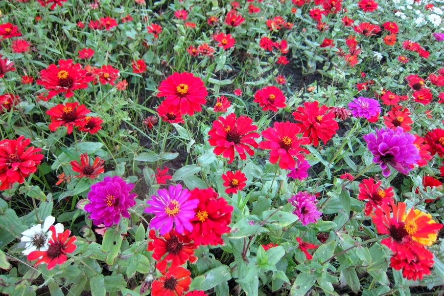 Manfaat dan Khasiat Bunga Kembang Kertas (Zinnia elegans Jacq ...