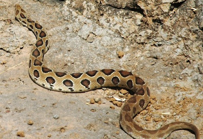 Snakes of India: Russell's Viper