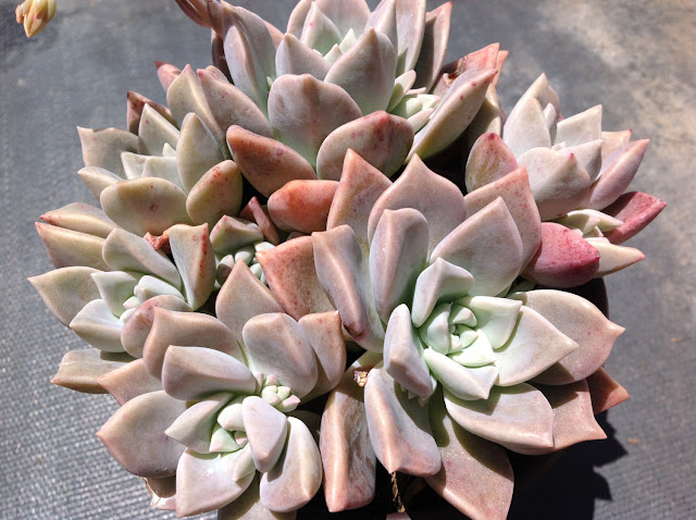 The Perfect Garden Succulent | Ghost Succulent - Graptopetalum ...