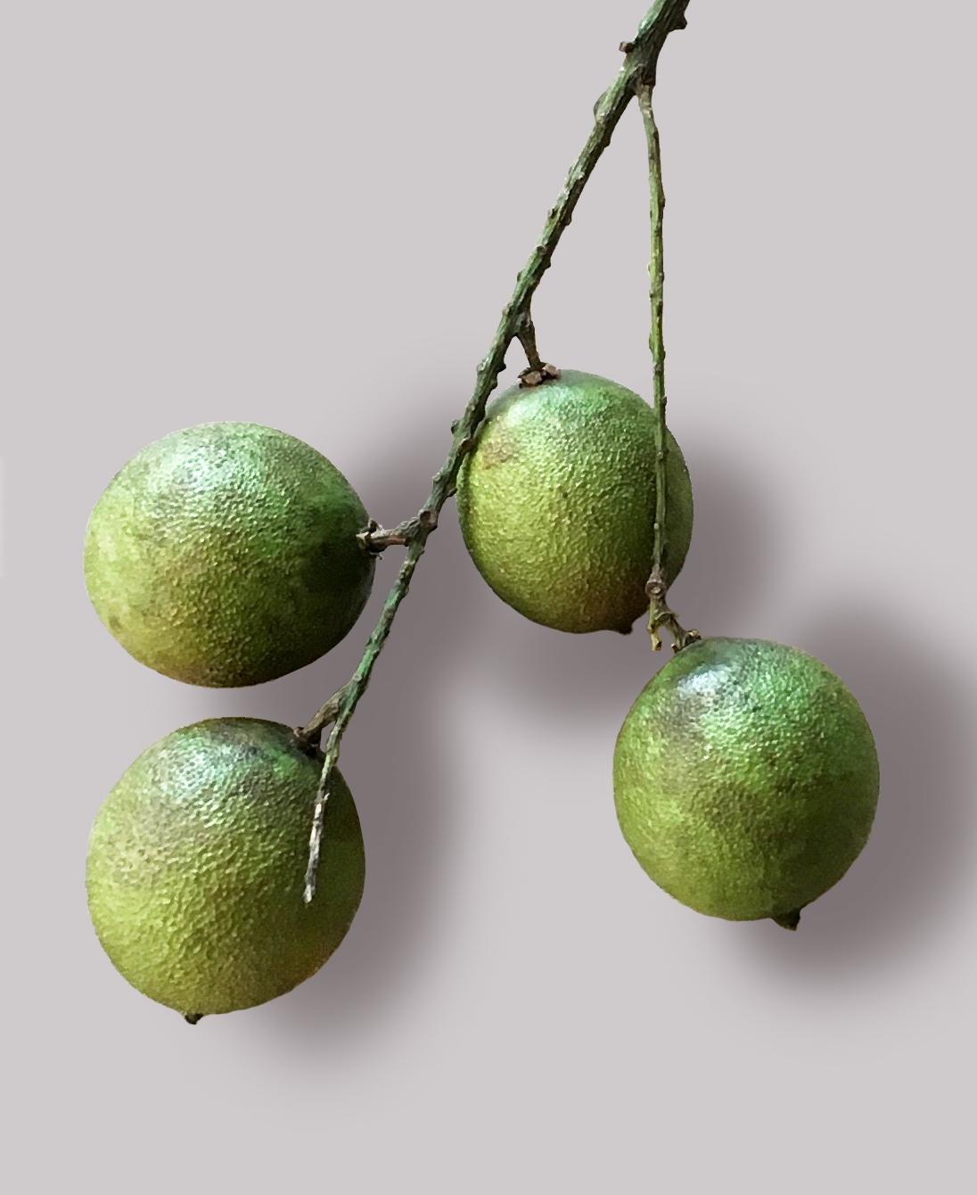 Connecting with Nature: Got genips?