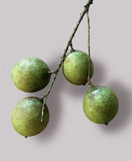 Connecting with Nature: Got genips?