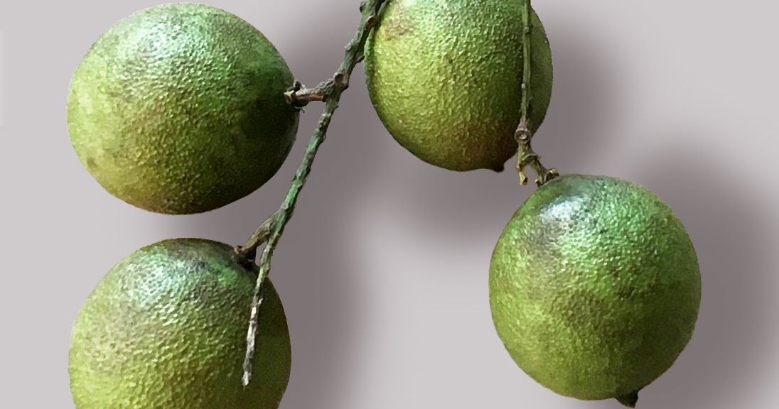 Connecting with Nature: Got genips?