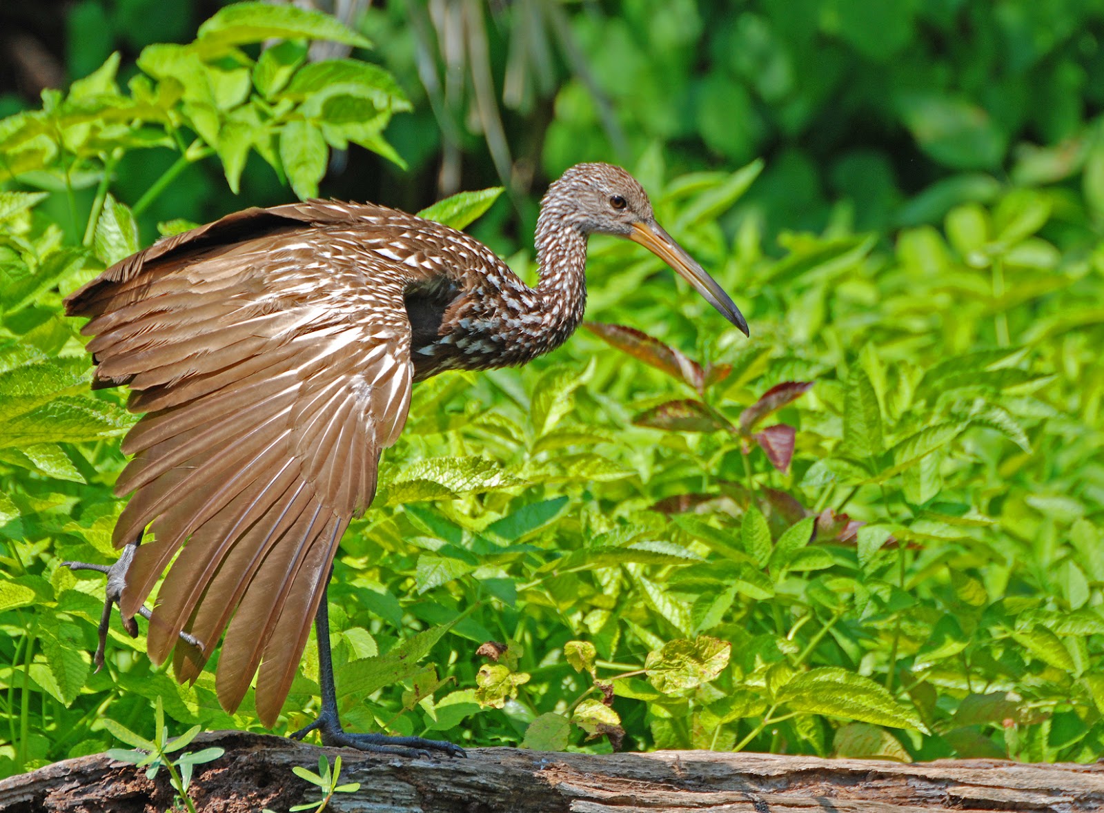 All Wildlife Photographs: January 2013