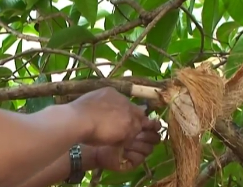 Cara CANGKOK Tanaman Dengan Sabut Kelapa - Tips dan Trick