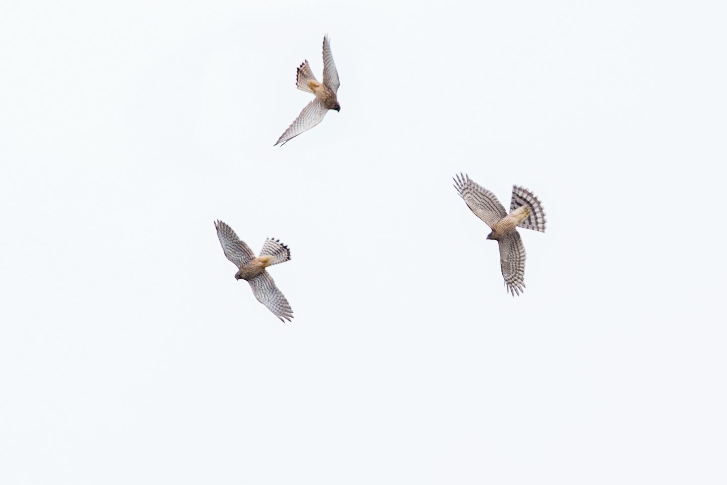 Darley Dale Wildlife: Kestrel and Sparrowhawk