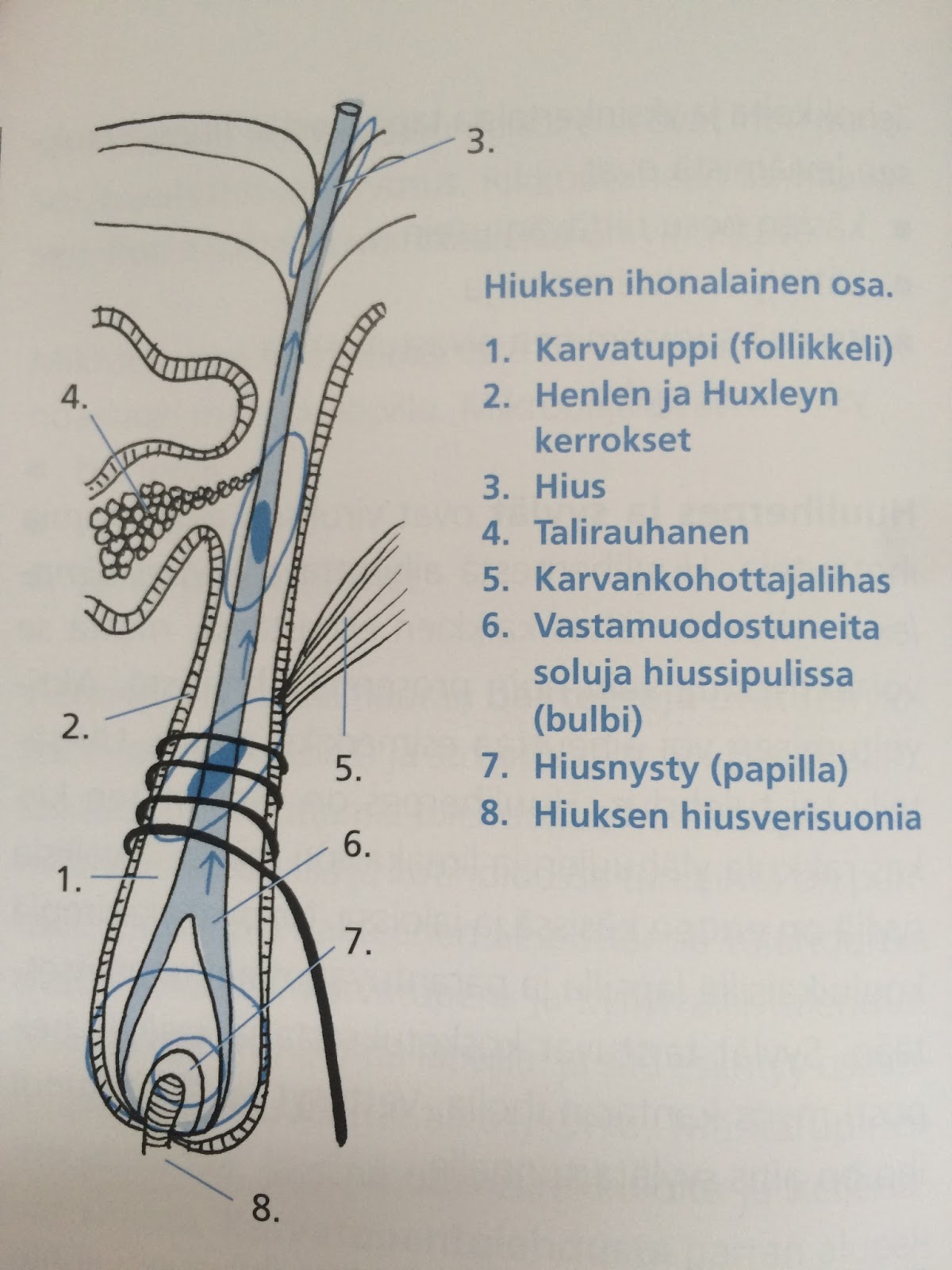 Mariamin Hiusblogi: HIUKSEN JA IHON RAKENNE