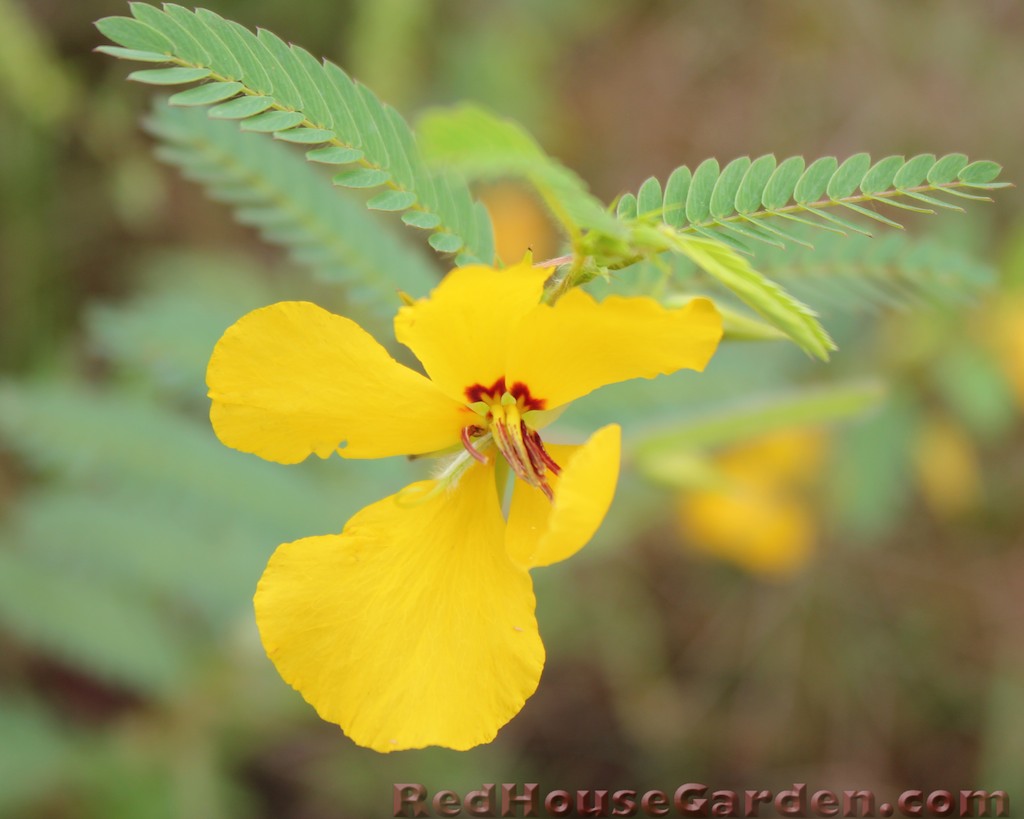 Red House Garden: The Flowering of the Partridge Pea