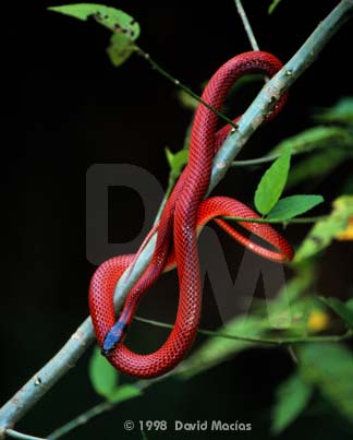 Our Beautiful World: Beautiful red snakes
