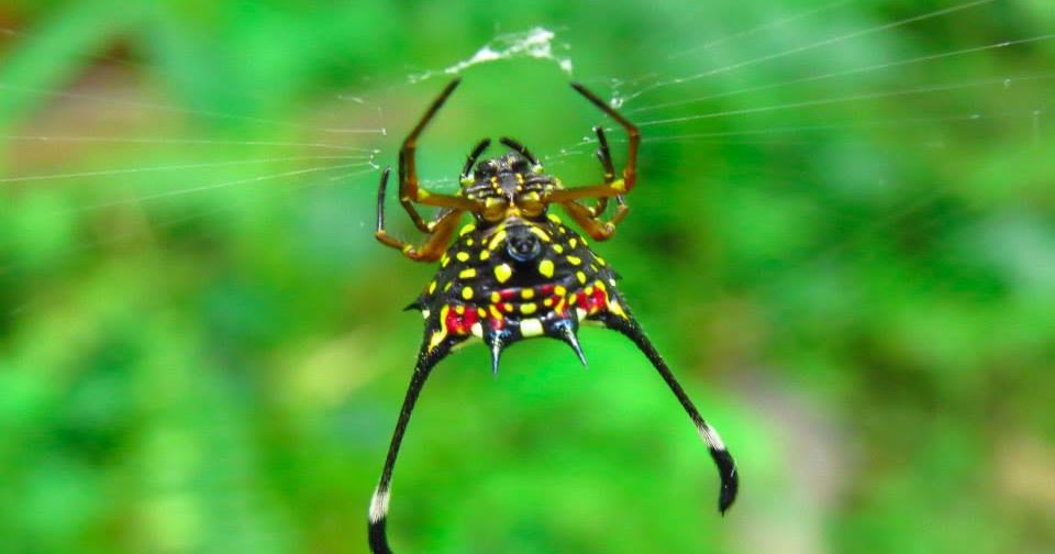PHILIPPINE SPIDERS: Gasteracantha