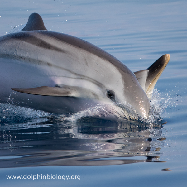 Dolphin Biology and Conservation: Two striped dolphins (in and out)