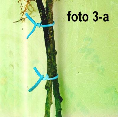 Técnico Agropecuária 2015 - IFTM: Tipos de Enxertia