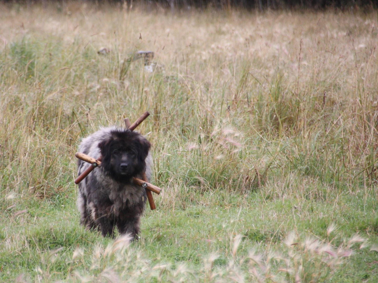 LIVESTOCK GUARDIAN DOG BLOG: LGD YOKES: Say NO to the Use of Cruel ...