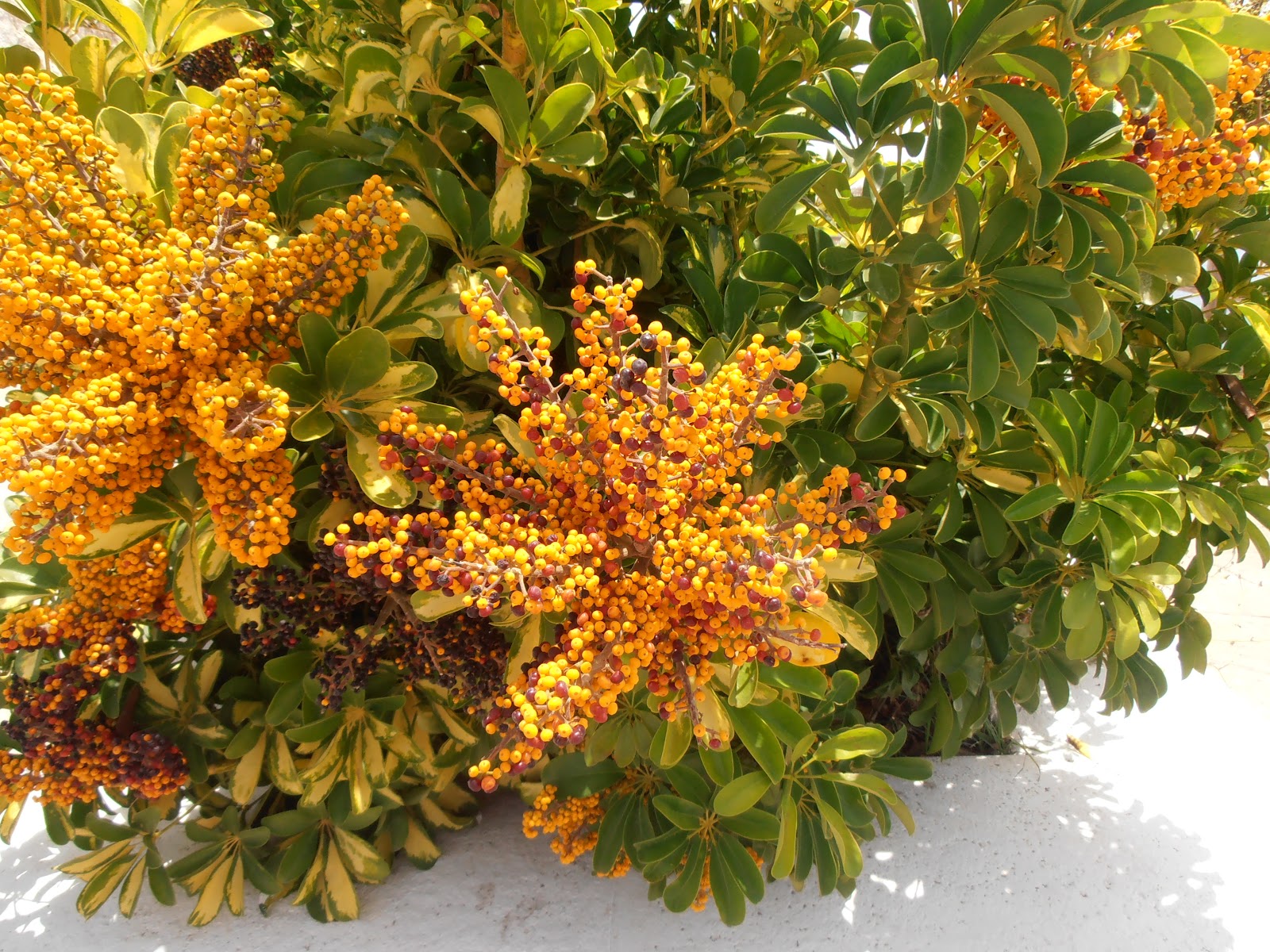 CHEFLERA: Schefflera arboricola | Plantas rioMoros