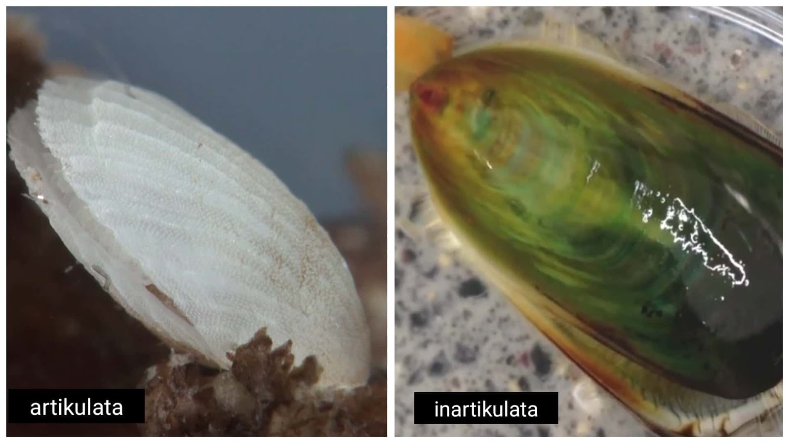 Filum Brachiopoda - Zona Penemuan