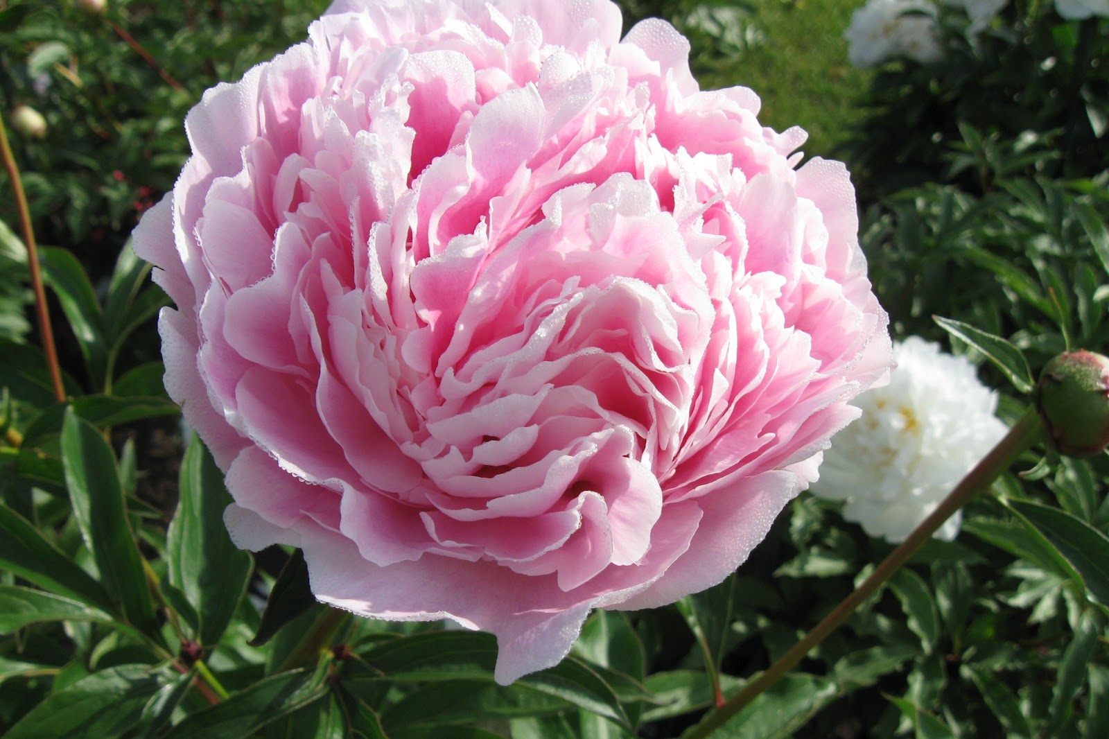 Garden Dream: Peonies Forever
