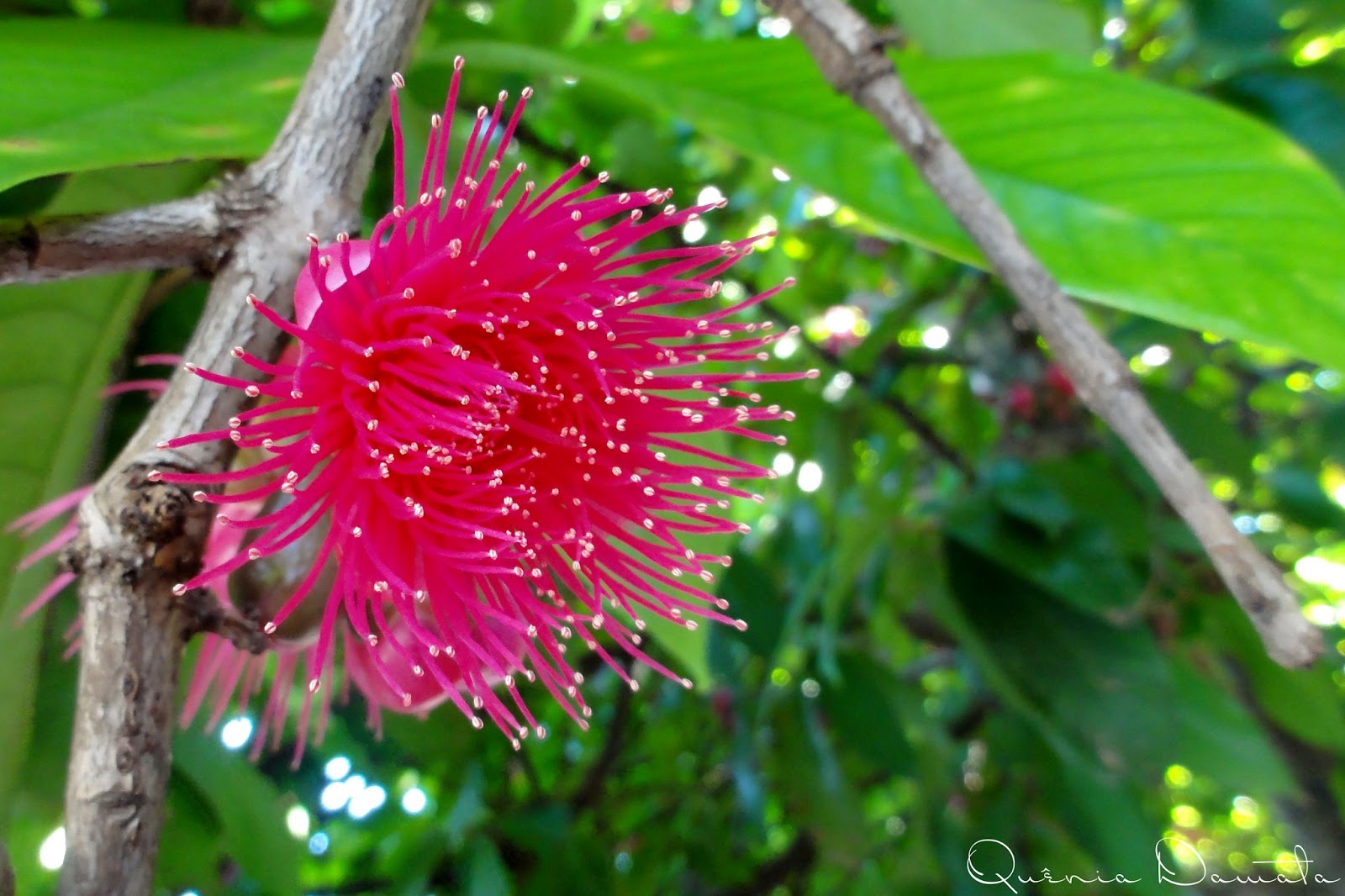 Flor do Jambo Vermelho | Fotos do Cerrado...
