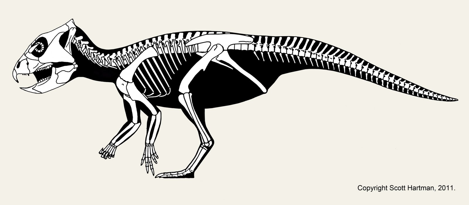 Leptoceratops Skeleton