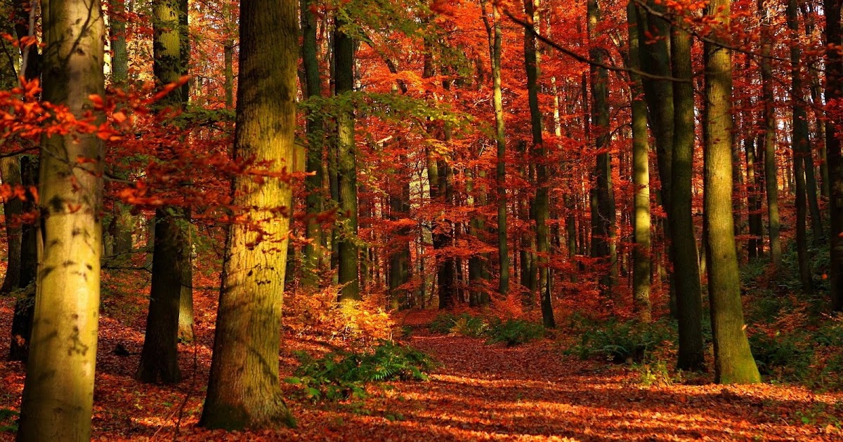 Fond Ecran: Fond Decran De Noel Chez Maya